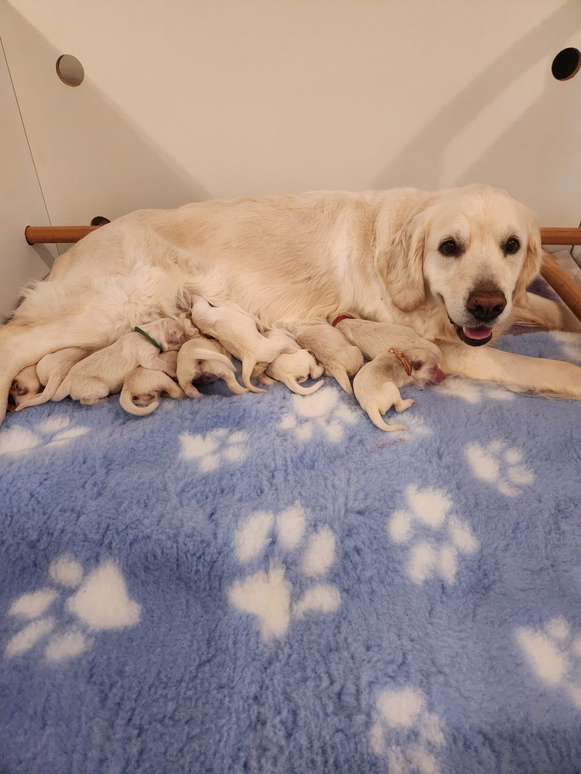 Litters – Glenshae Golden Retrievers
